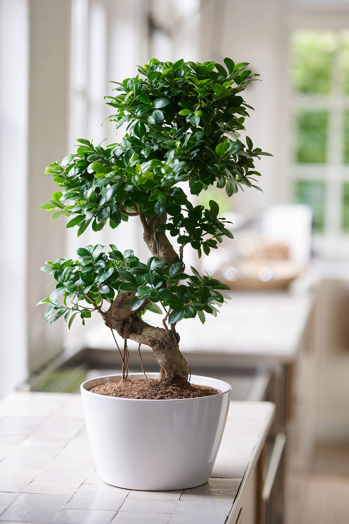Ficus Ginseng S-type